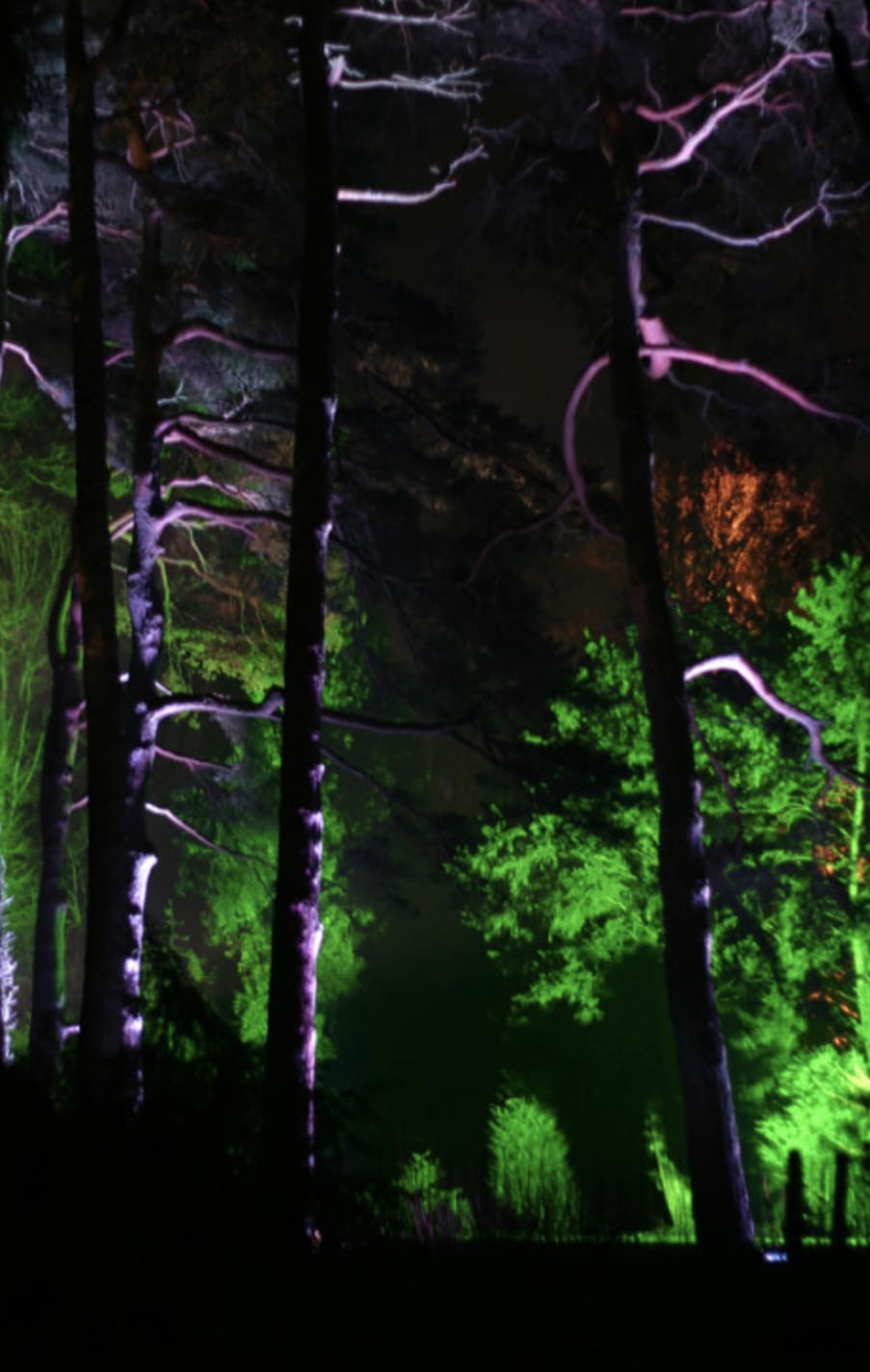 Outdoor Lighting Installers UK enchanted Forest Creative Lighting Services