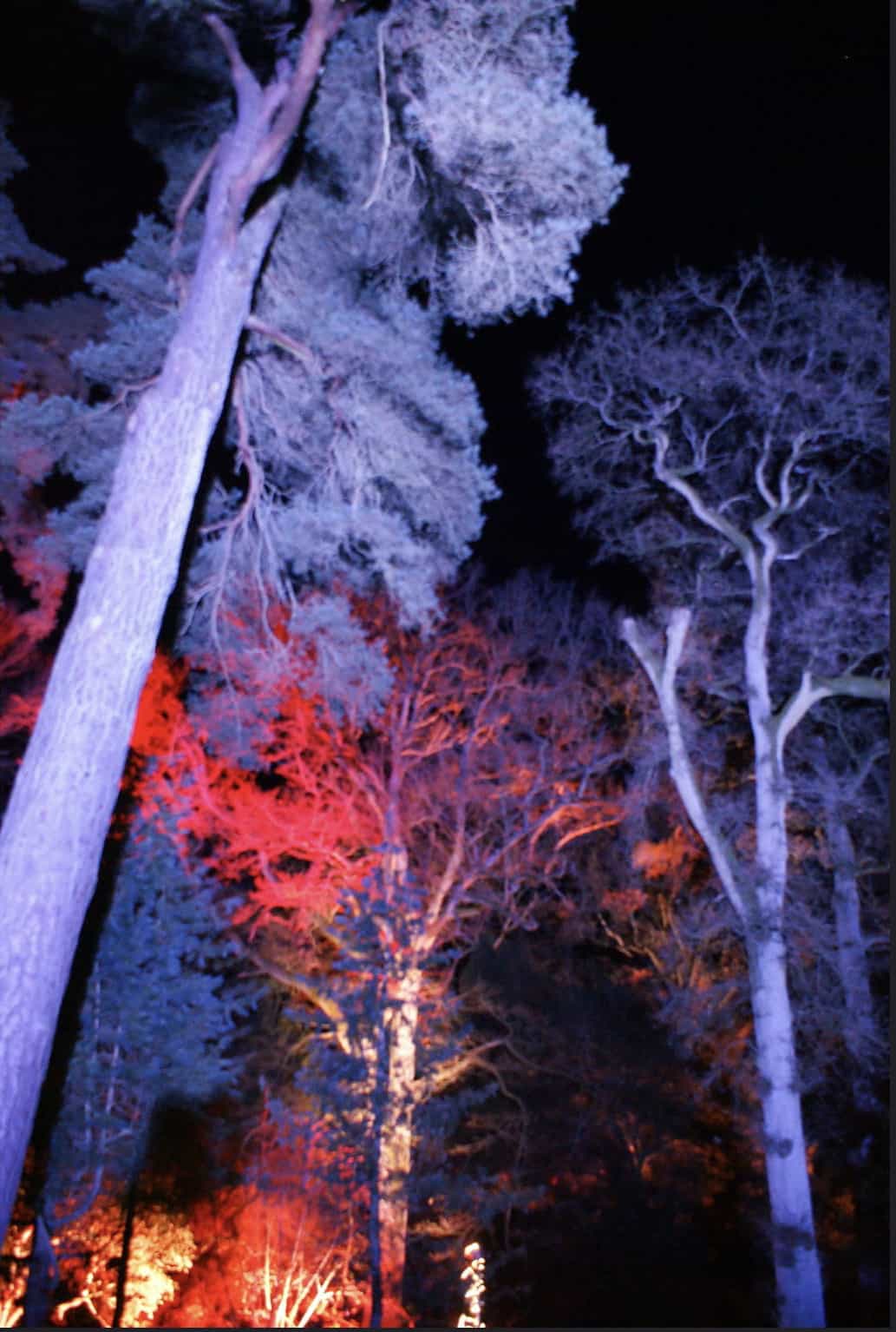 Outdoor Lighting Installers UK enchanted Forest Creative Lighting Services